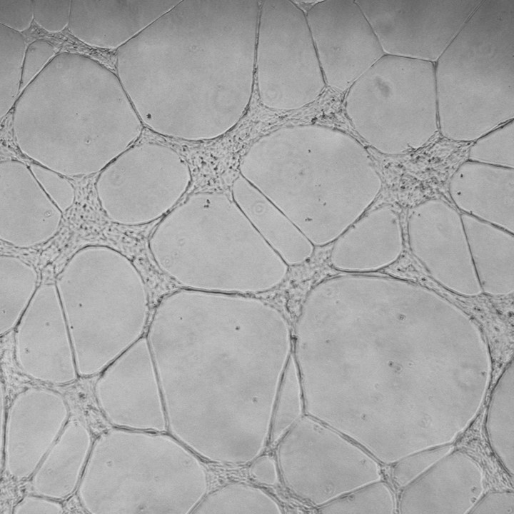 Ngo Lab – Engineering Tissues by Controlling Cell-Cell Communication ...