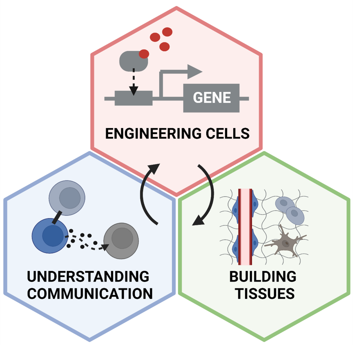 Research – Ngo Lab – Engineering Tissues by Controlling Cell-Cell ...