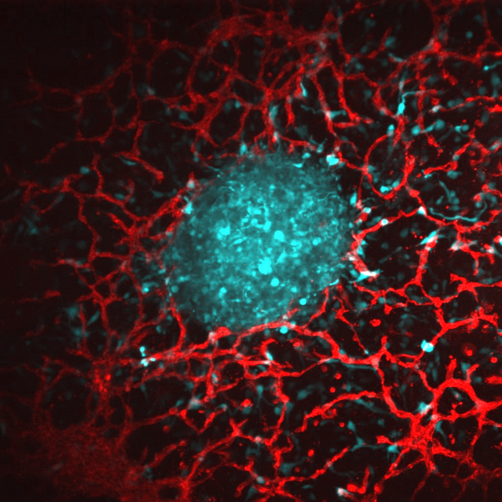 Research – Ngo Lab – Engineering Tissues by Controlling Cell-Cell ...